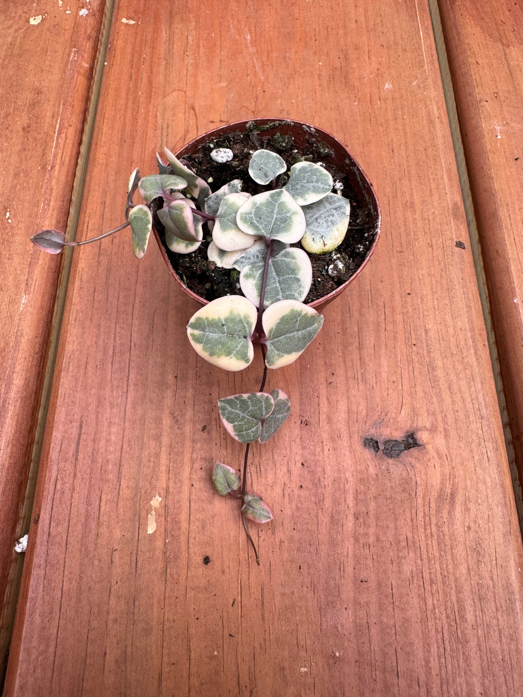 Shop All Plants – Roxel Roots